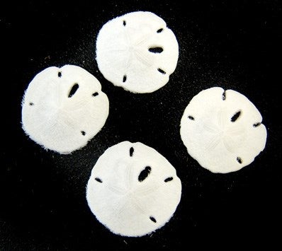 1-1 1/4″ SANDDOLLARS - Darlene's Shells