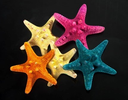 1-2″ DYED KNOBBY - Darlene's Shells