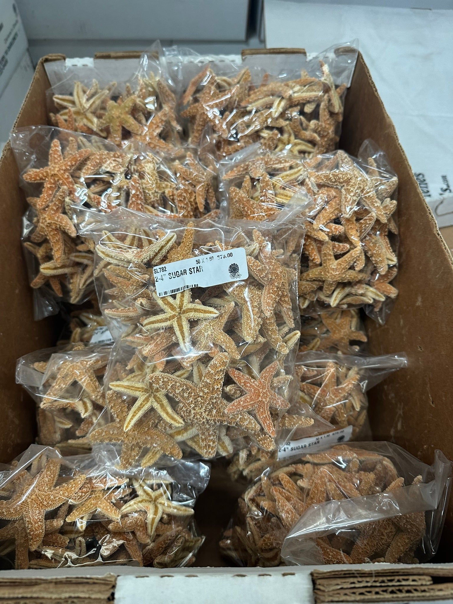 1000 PCS 2-4″ SUGAR STAR - Darlene's Shells