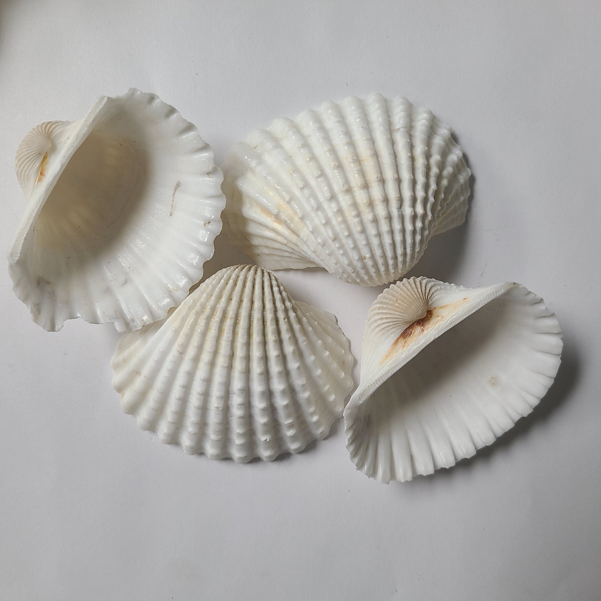 2 1/2-3″ ARK - Darlene's Shells