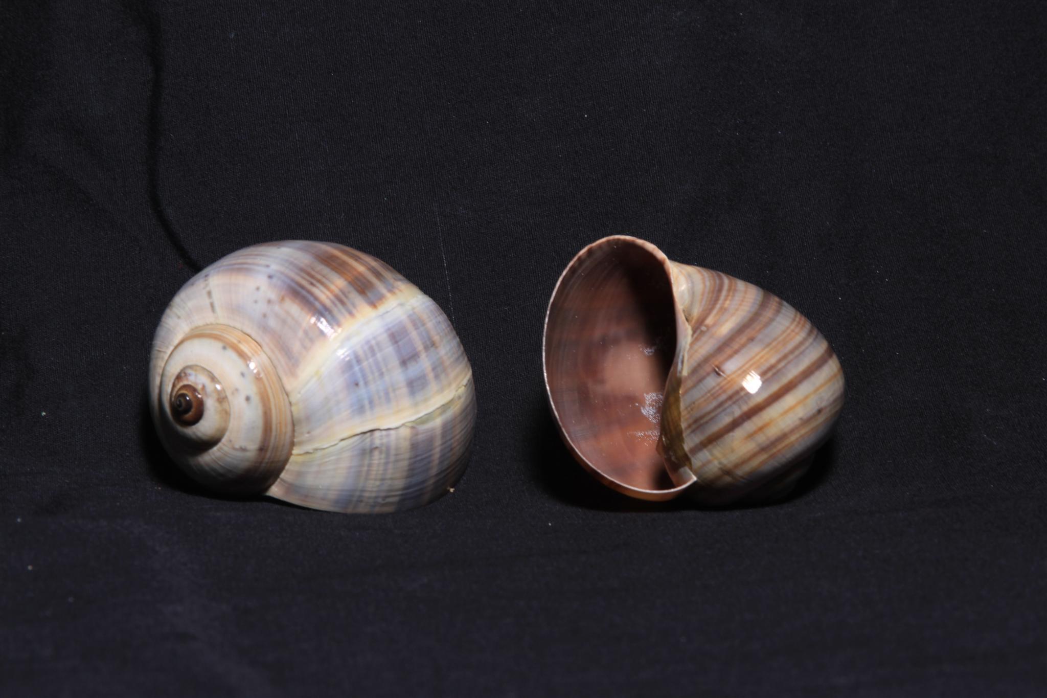2-3″ DARK SNAIL - Darlene's Shells