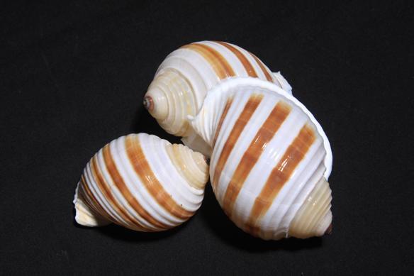 2-3″ TONNA SULCOSA - Darlene's Shells