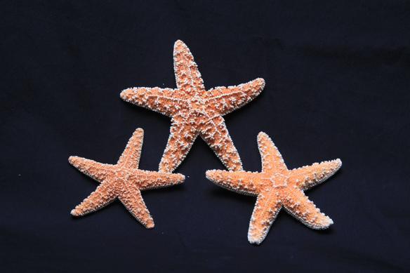 2-4″ SUGAR STAR - Darlene's Shells