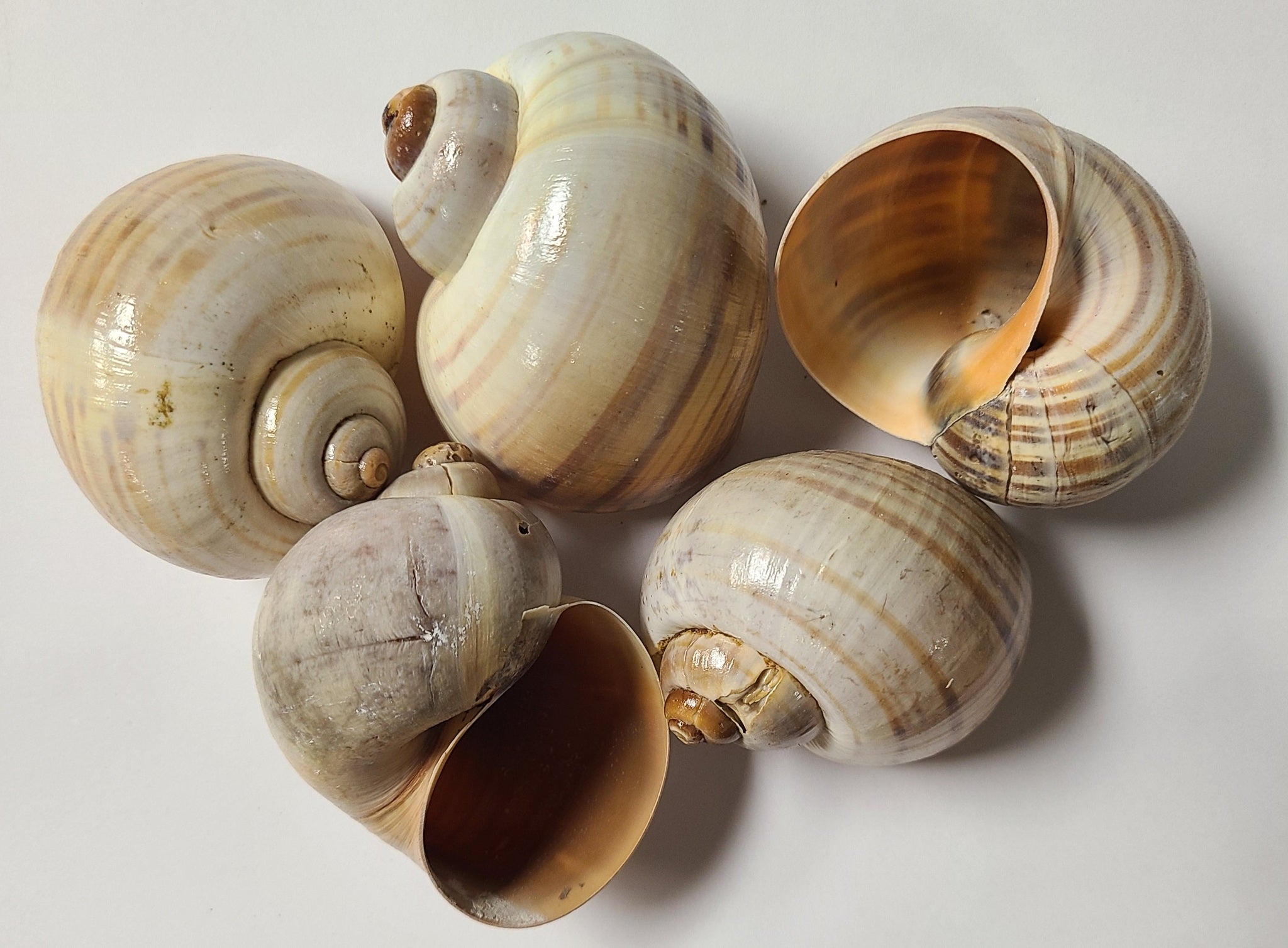 3-4″ DARK SNAIL - Darlene's Shells
