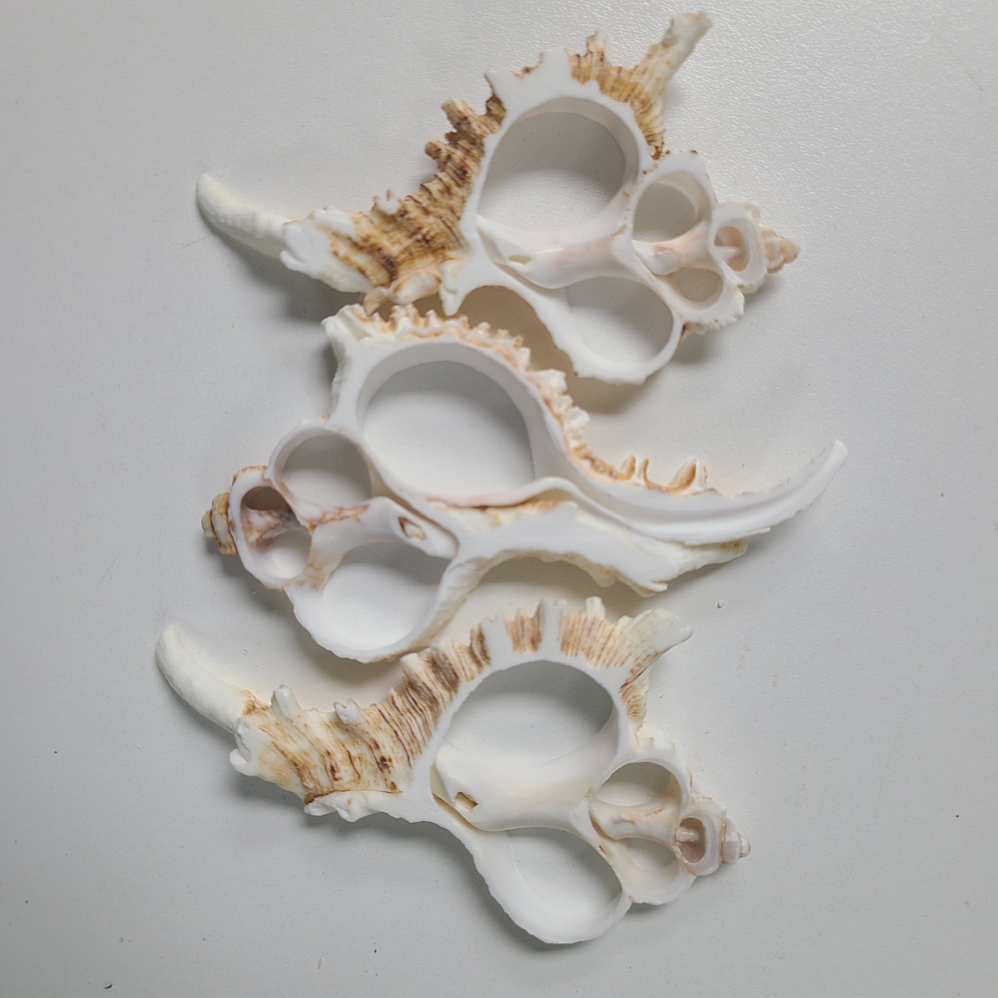 3-4″ MUREX RAMOSA - Darlene's Shells