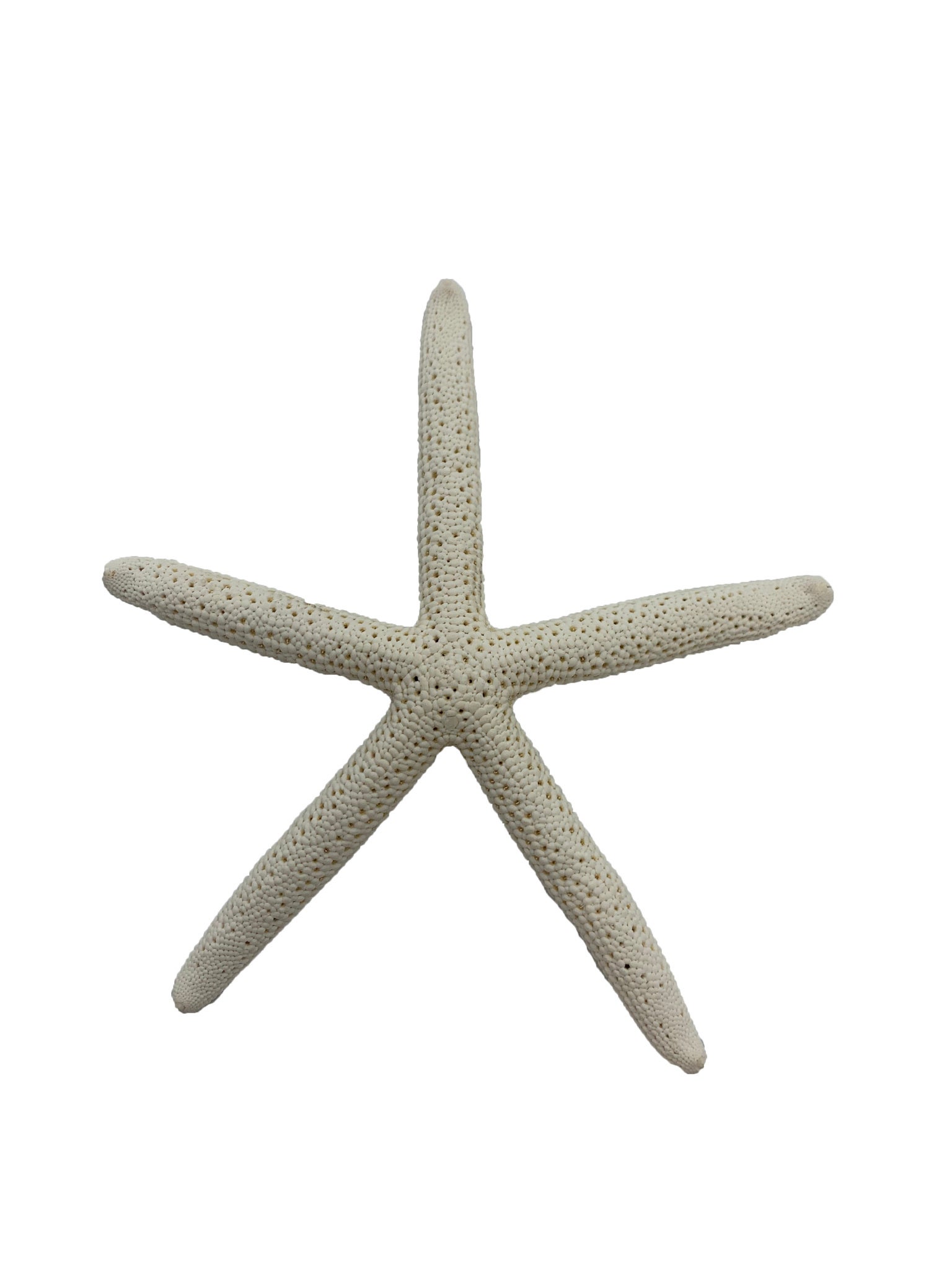 4-6” WHITE (BLUE STAR) - Darlene's Shells