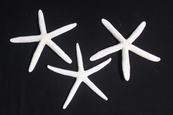 6-8″ WHITE (BLUE STAR) - Darlene's Shells