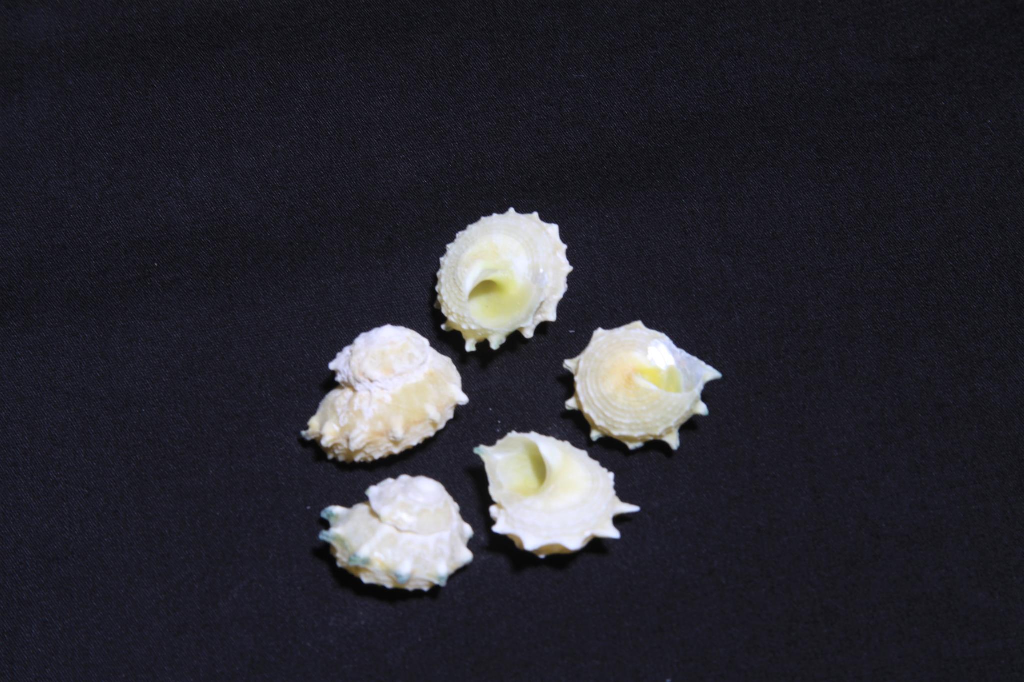 ASTREA CALCAR 3/4″ - Darlene's Shells