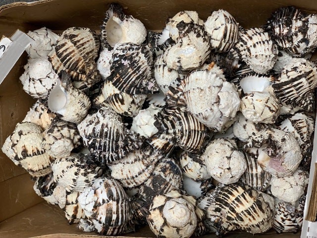 BLACK MUREX-GRADE B - Darlene's Shells