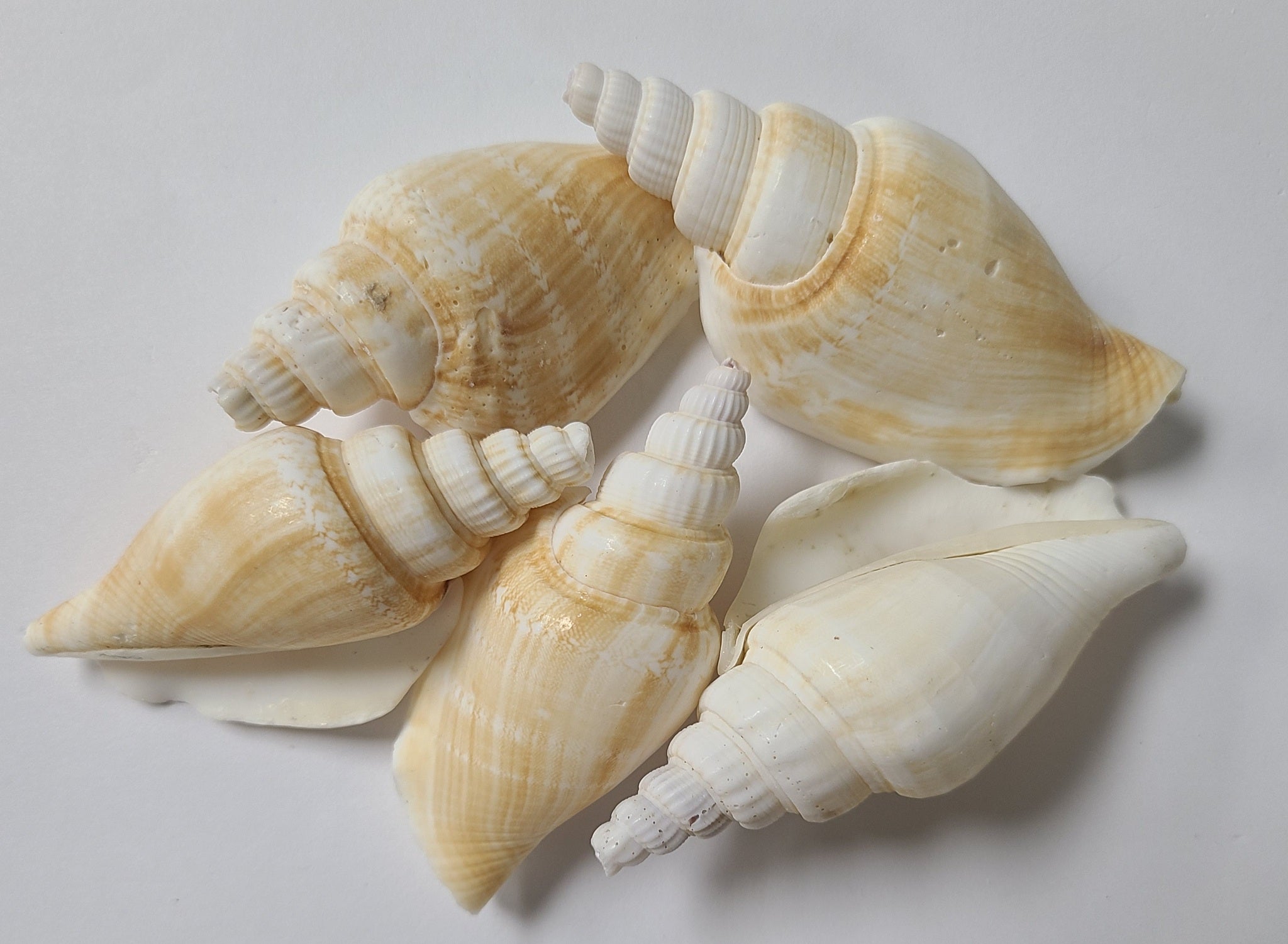 BROWN STROMBUS VITTATUS - Darlene's Shells