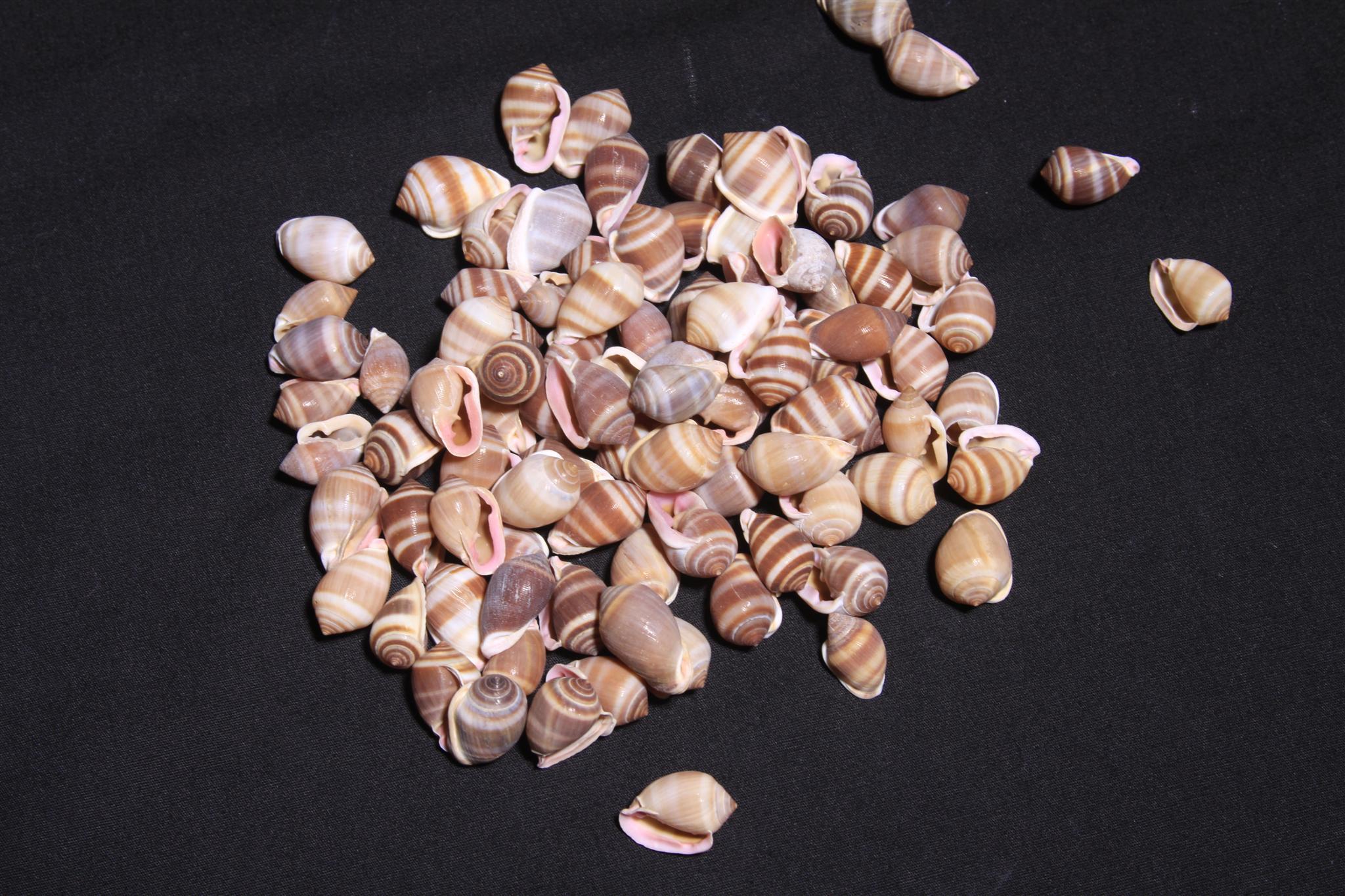 CASSIS NUCLEUS 3/4″ - Darlene's Shells