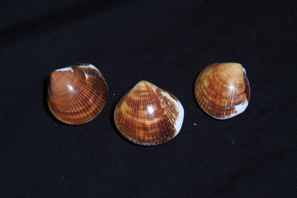 CLAM BROWN - Darlene's Shells