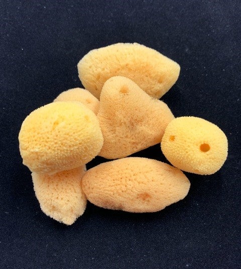 COSMETIC SEA SPONGE - Darlene's Shells