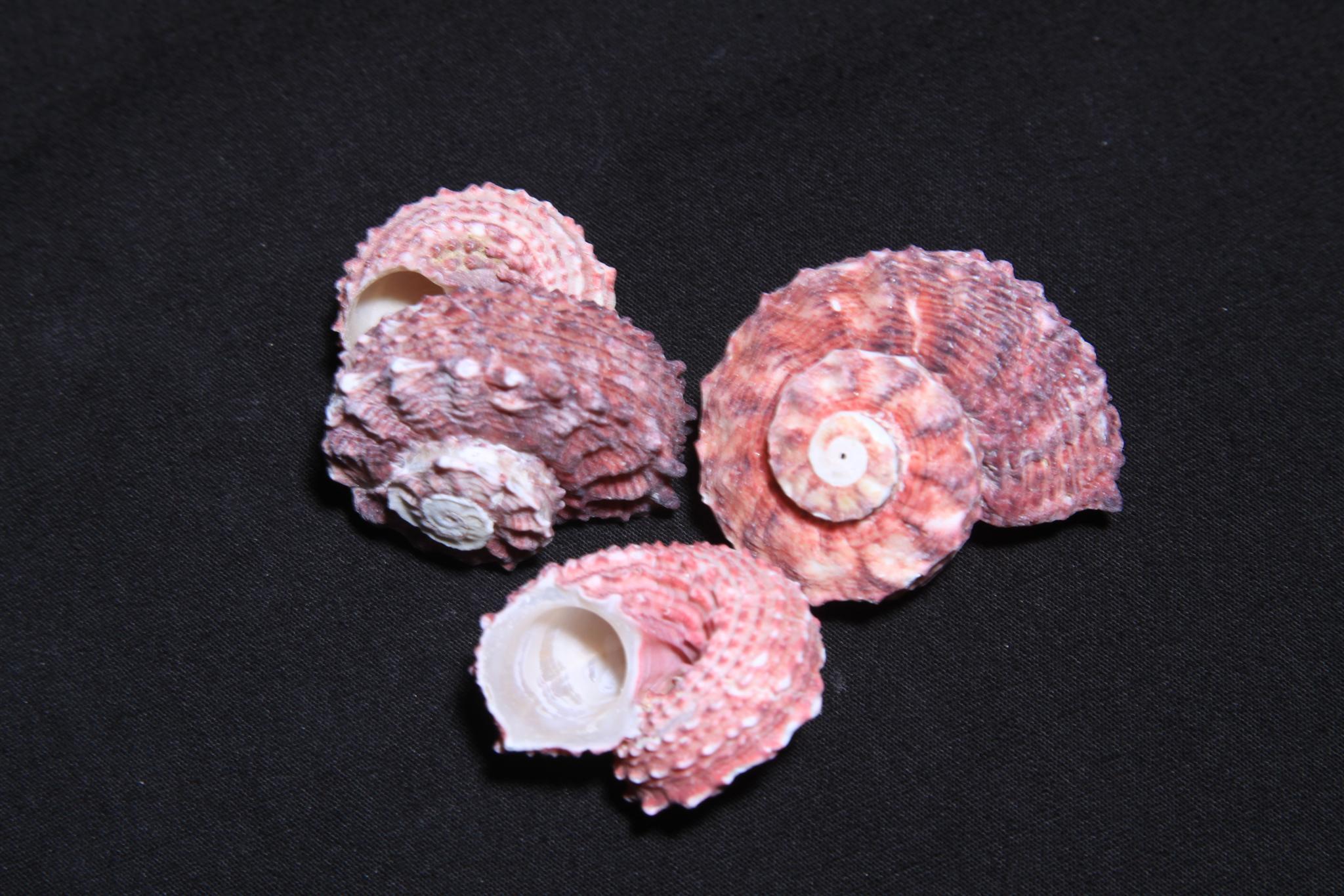 DELPHINULA ANGARIA - Darlene's Shells