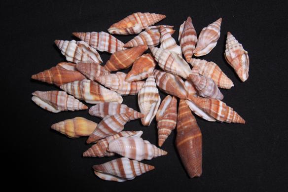 MITRA VEXILLIUM UP TO 1″ - Darlene's Shells