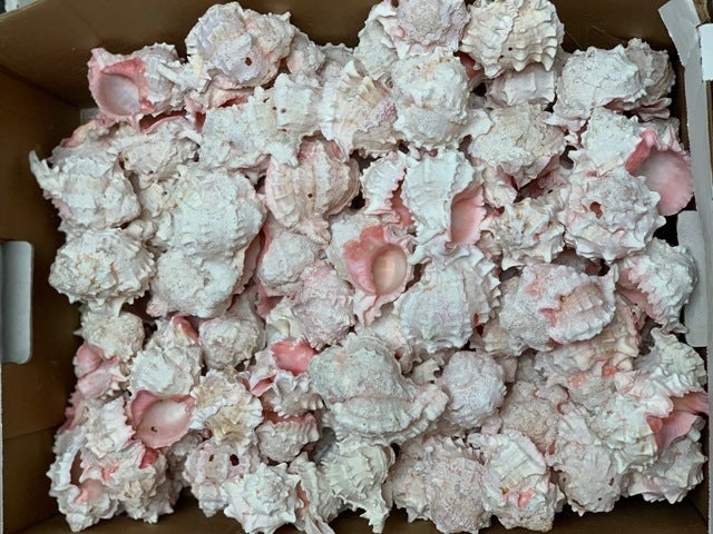 MUREX PINK-GRADE B - Darlene's Shells