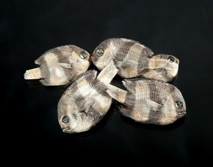 PETA FISH 1-1 1/2″ - Darlene's Shells