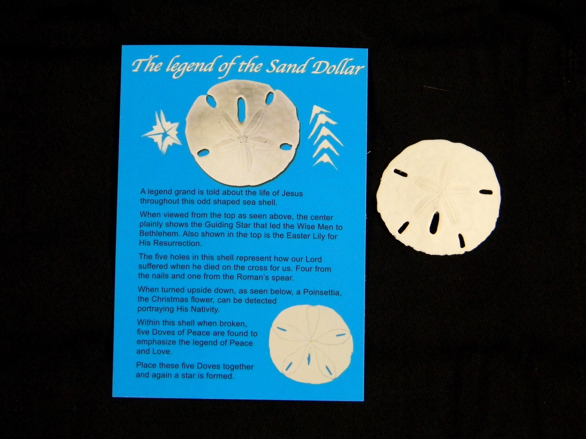 POSTCARD SANDDOLLAR - Darlene's Shells