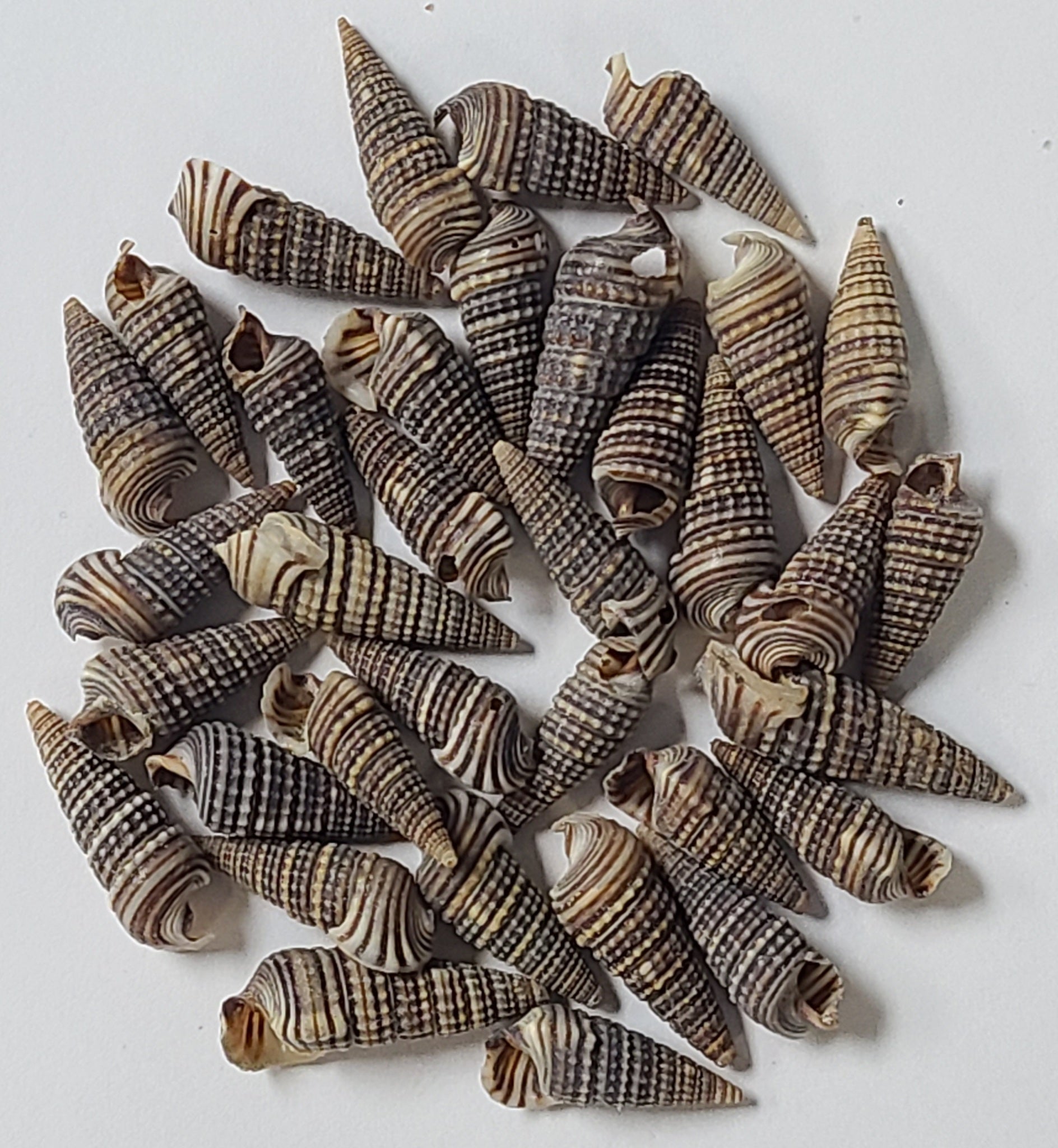 RHINOCLAVIS KOCHI - Darlene's Shells