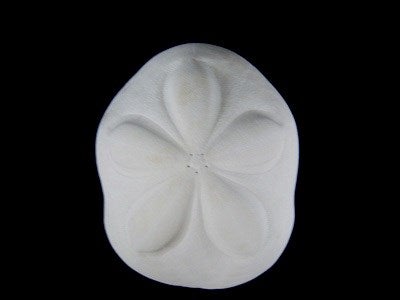 SEA BISCUIT SMALL - Darlene's Shells