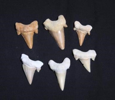 SHARK TEETH BROWN - Darlene's Shells