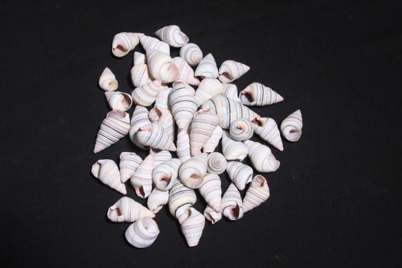 SNAILS CANDY CANE - Darlene's Shells