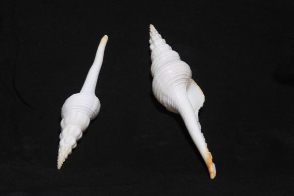 SPINDLE 4-5″ - Darlene's Shells