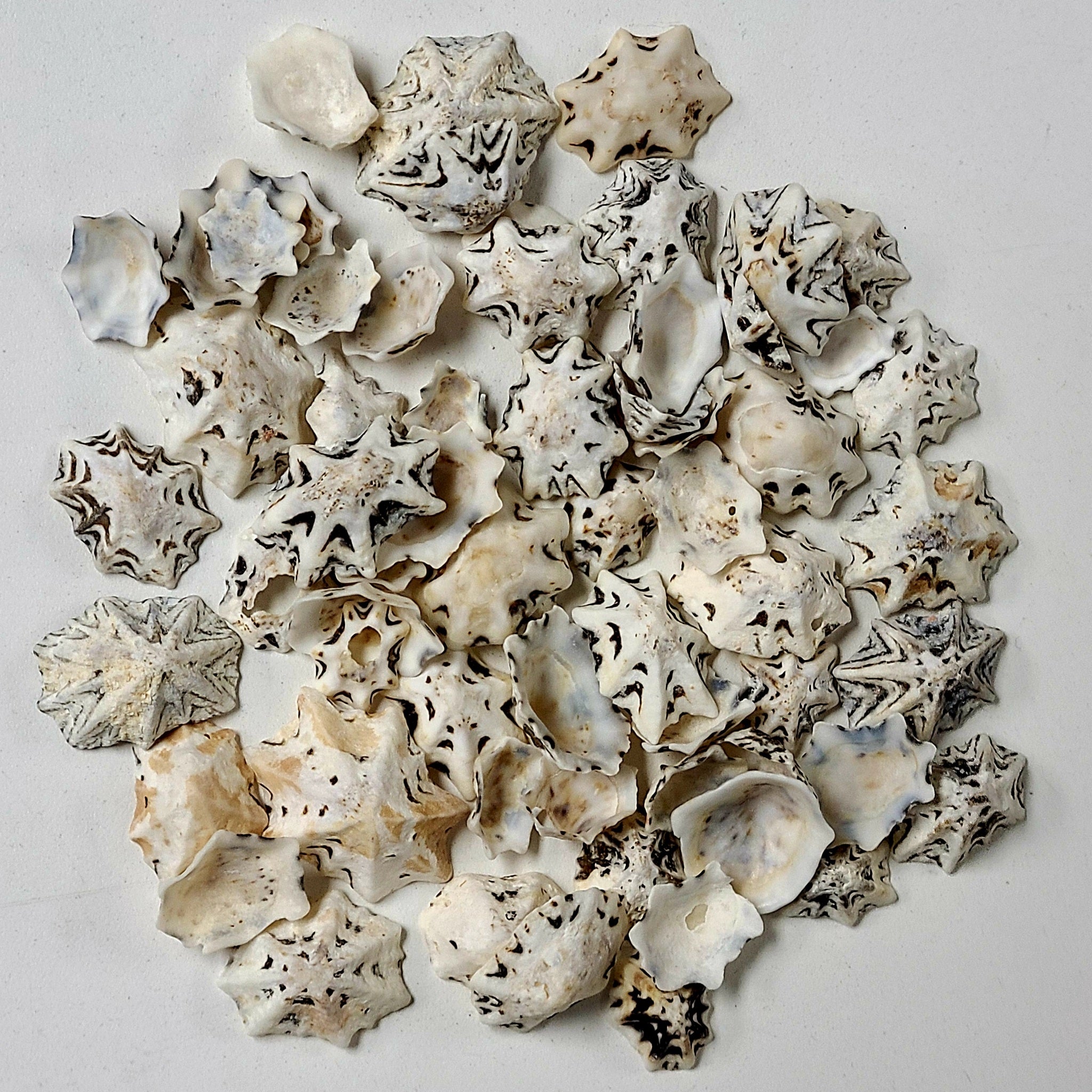 STAR LIMPET - Darlene's Shells