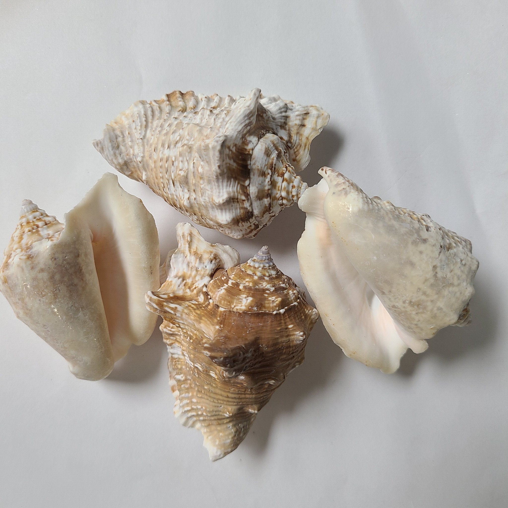 STROMBUS HAWKING - Darlene's Shells