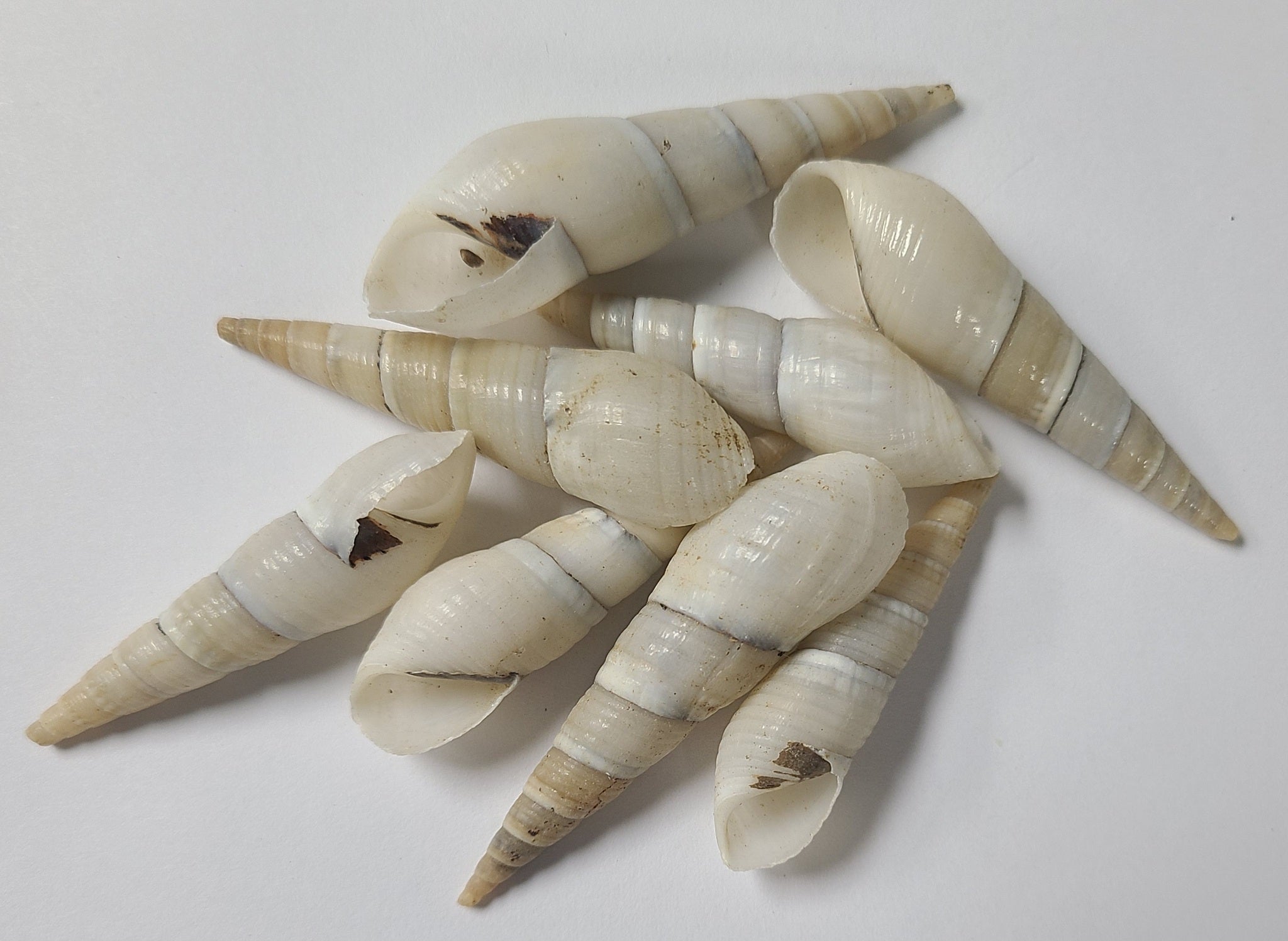 VERTAGUS - Darlene's Shells