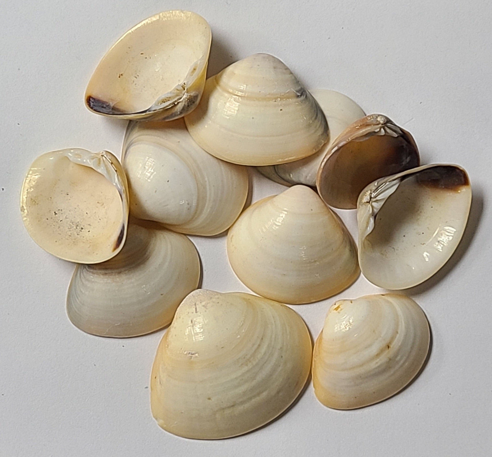 WHITE CLAM - Darlene's Shells