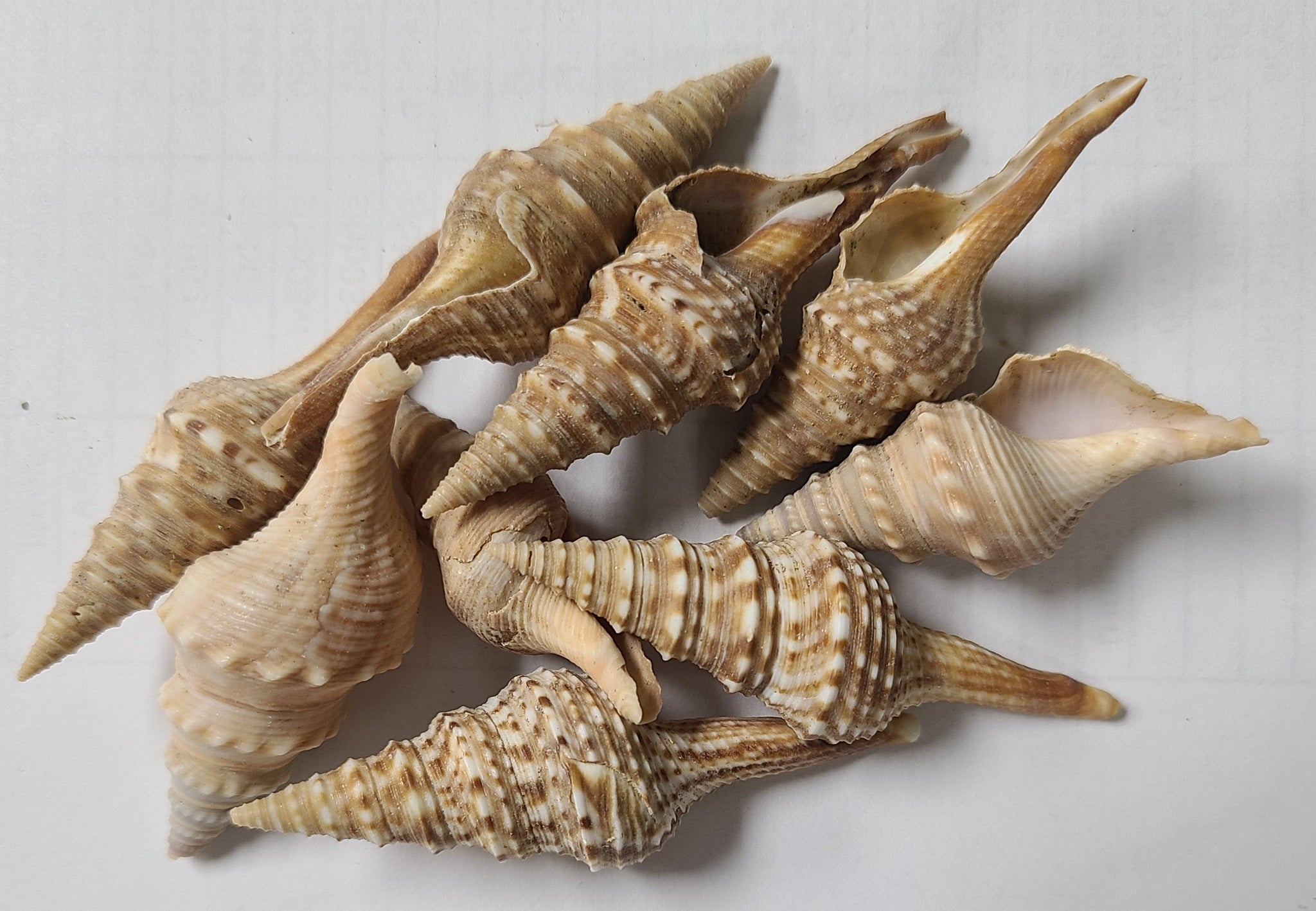 2-3″ BROWN TURRIS - Darlene's Shells