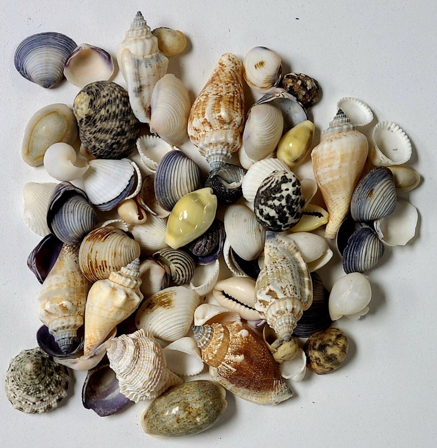 SMALL PHILIPPINE MIX - Darlene's Shells