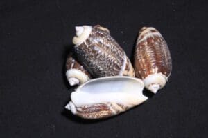 Sea Shells - Darlene's Shells