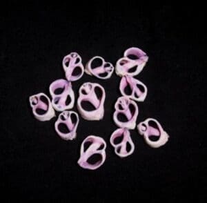 Cut Shells - Darlene's Shells