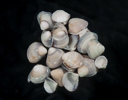 Bulk Sea Shells - Darlene's Shells
