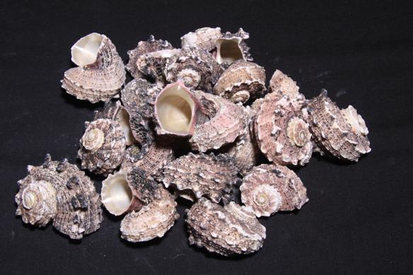 DELPINULA - Darlene's Shells