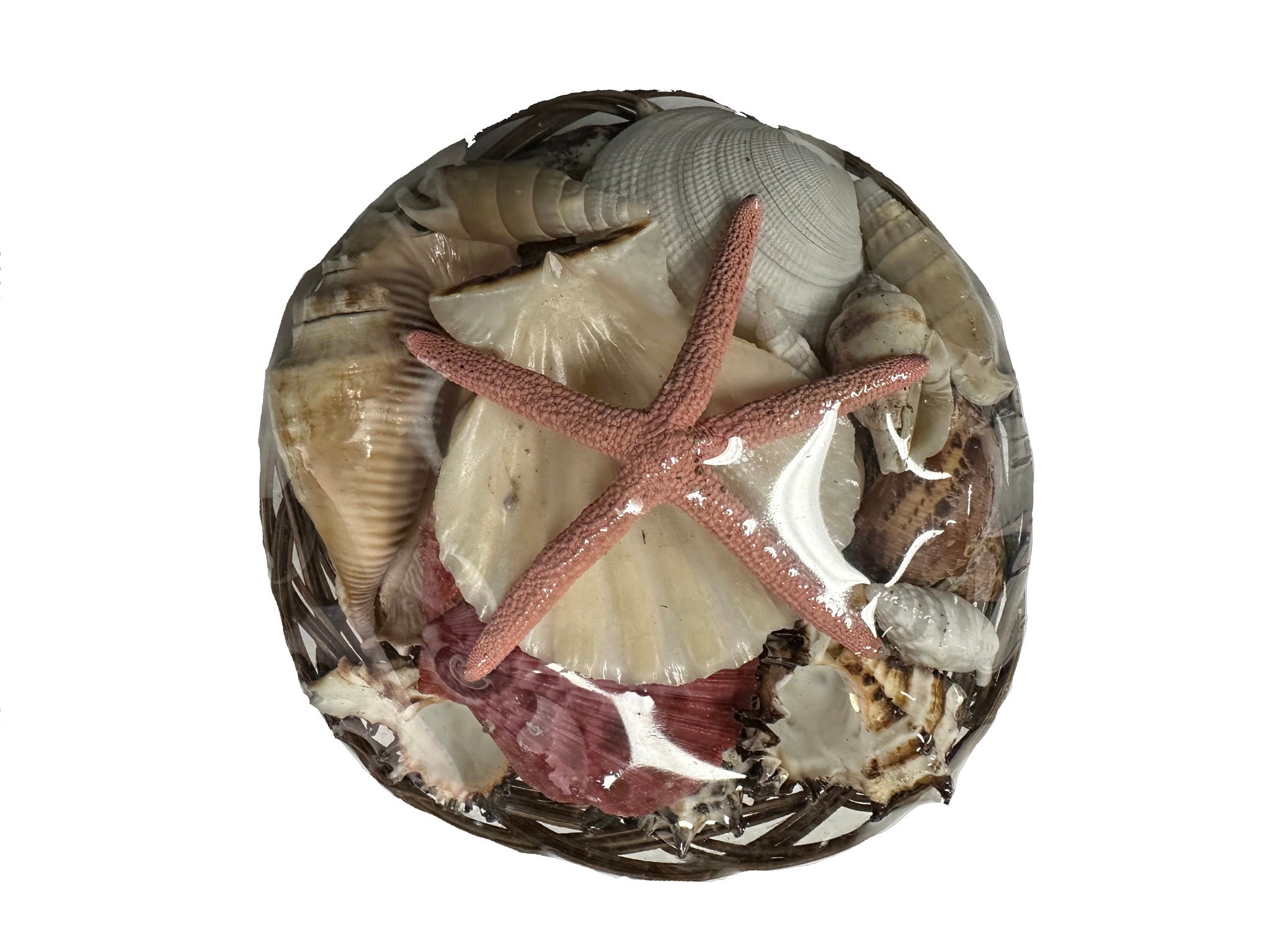 4″ COWRIE PLACEMATS - Darlene's Shells