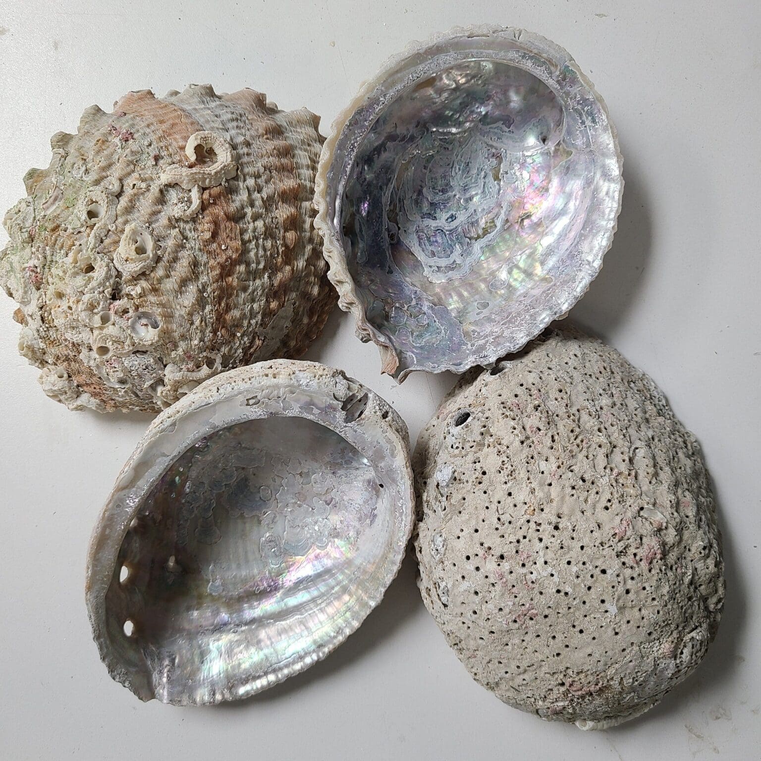 4-6″ ANTIQUE ABALONE - Darlene's Shells