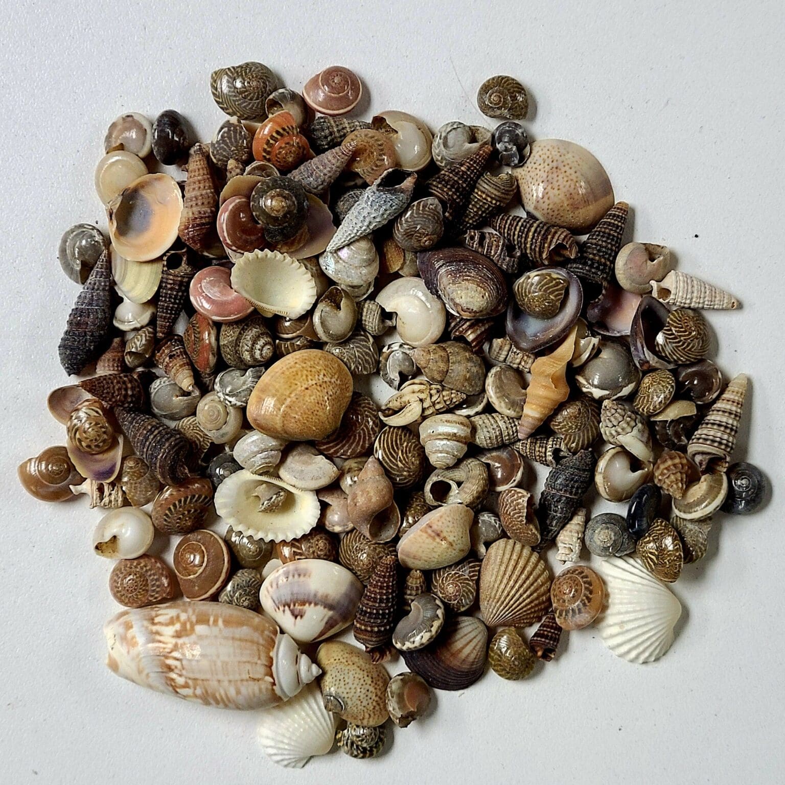 Bulk Sea Shells - Darlene's Shells
