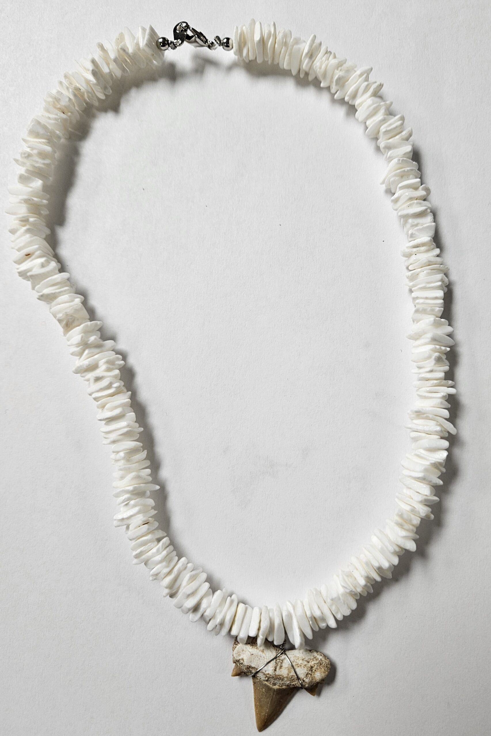 18″ SHELL CHIPS W/ TOOTH - Darlene's Shells