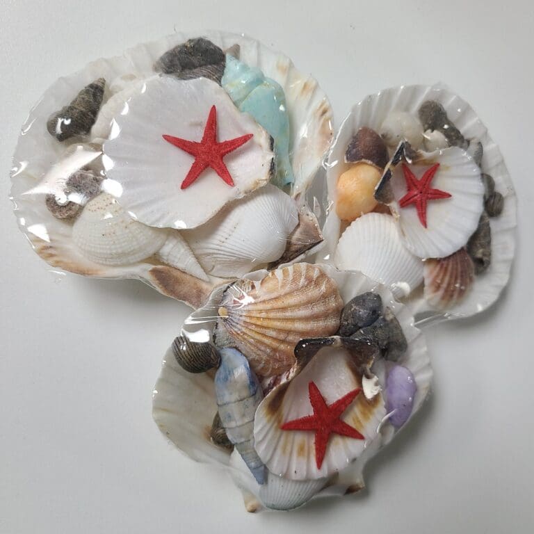 ENGLISH SCALLOP SHELL PACK - Darlene's Shells