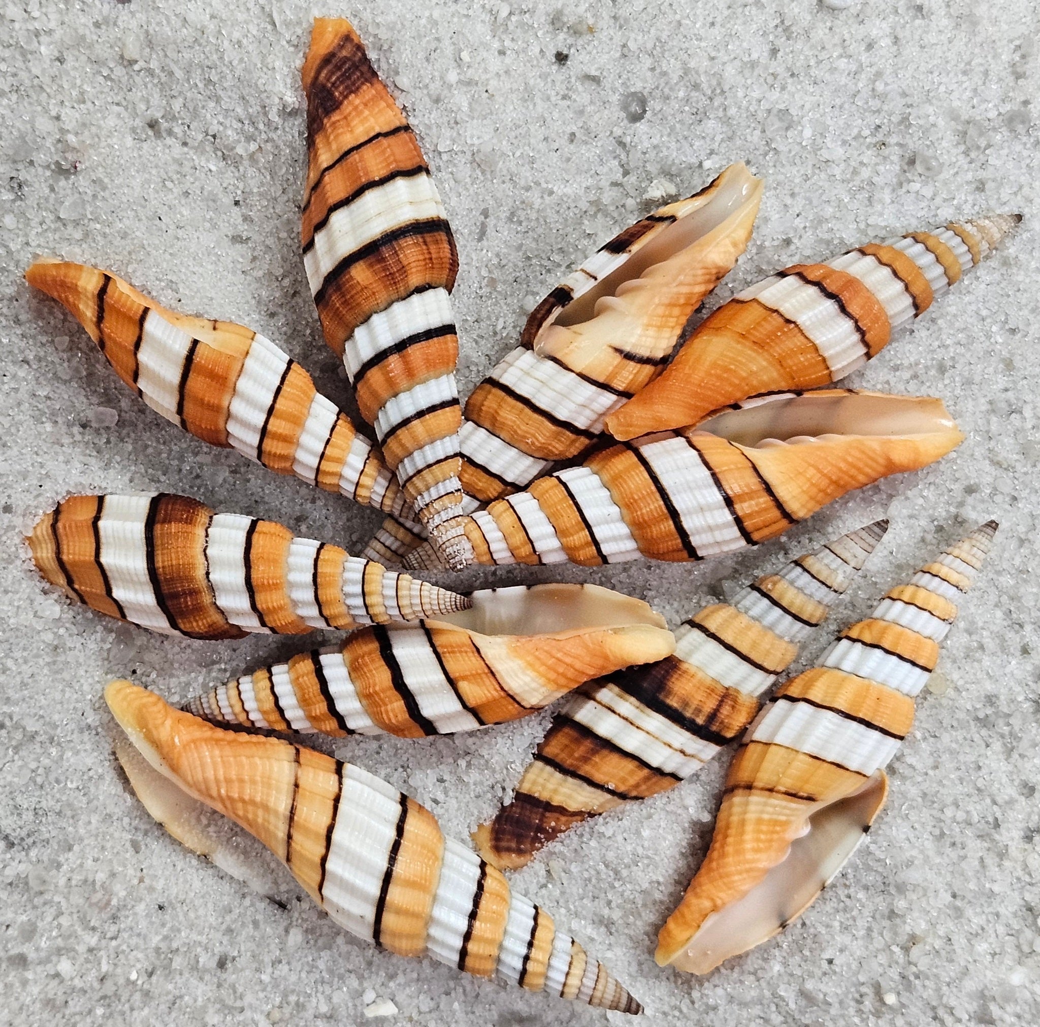 MITRA REGINA - Darlene's Shells